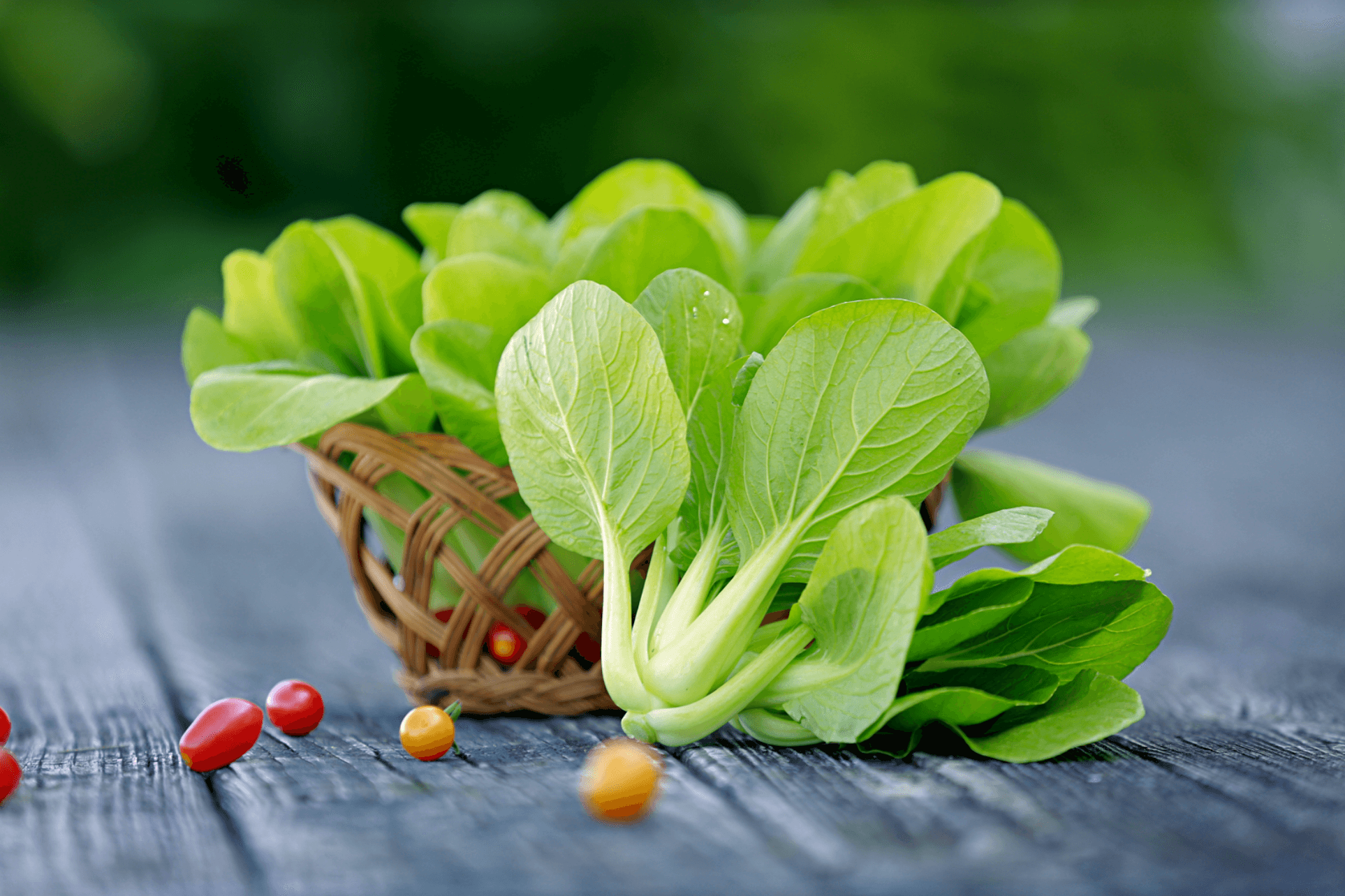 Bok Choy - Great Joy Family Farm